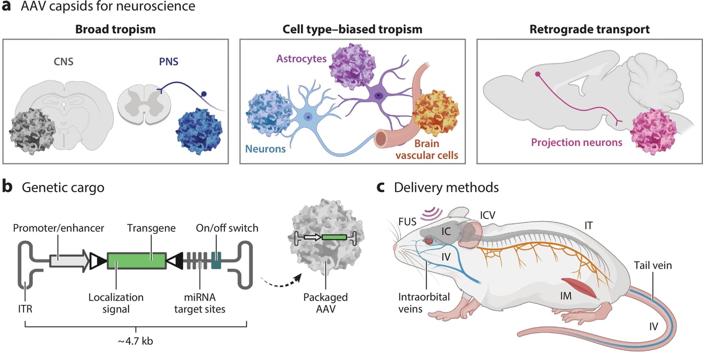 Viral Vectors 101: Systemic Capsids